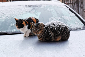 Do Cats Get Cold? (And How Cold Is Too Cold for Cats?) | Great Pet Care