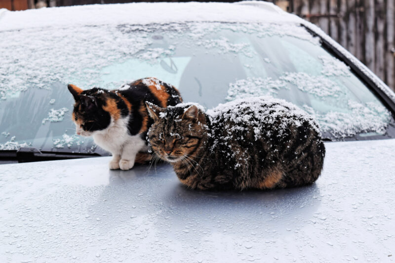 Do Cats Get Cold? (And How Cold Is Too Cold for Cats?) | Great Pet Care