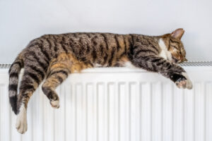 Do Cats Get Cold? (And How Cold Is Too Cold for Cats?) | Great Pet Care