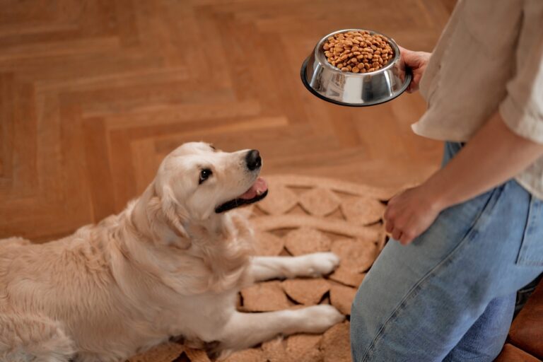 Heart Healthy Dog Food: 4 Vet-Recommended Diets | Great Pet Care