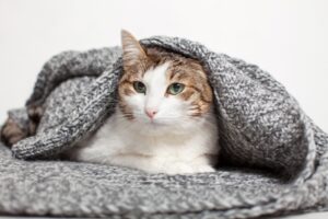 Do Cats Get Cold? (And How Cold Is Too Cold for Cats?) | Great Pet Care