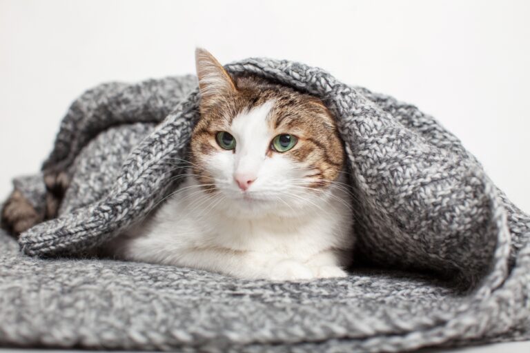 Do Cats Get Cold? (And How Cold Is Too Cold for Cats?) | Great Pet Care