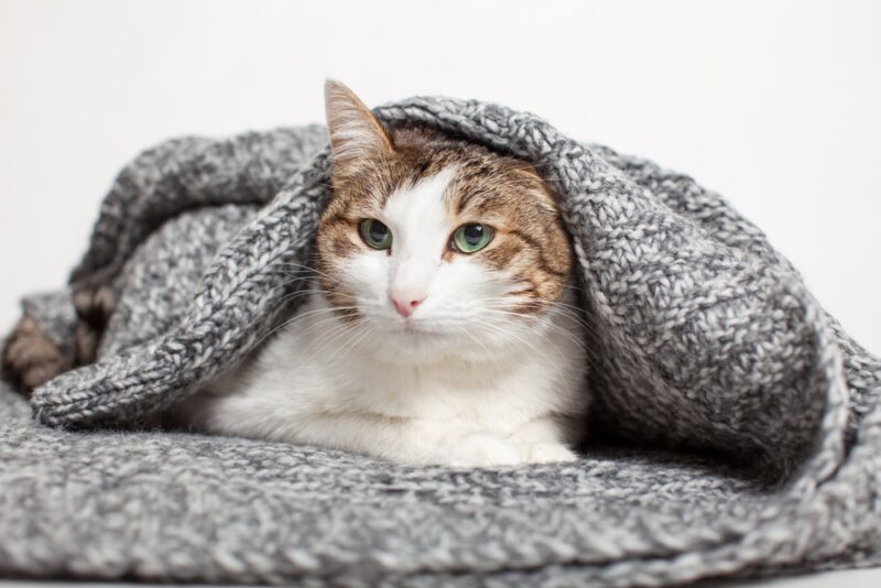 Do Cats Get Cold? (And How Cold Is Too Cold for Cats?) | Great Pet Care