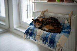 Do Cats Get Cold? (And How Cold Is Too Cold for Cats?) | Great Pet Care