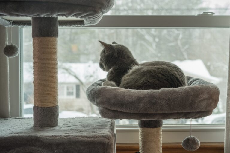 Do Cats Get Cold? (And How Cold Is Too Cold for Cats?) | Great Pet Care