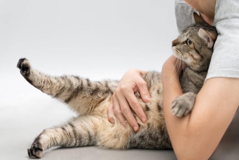 Cat Choking: What to Do and How to Prevent It | Great Pet Care