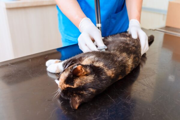 10 Symptoms of Blocked Bile Duct in Cats | Great Pet Care
