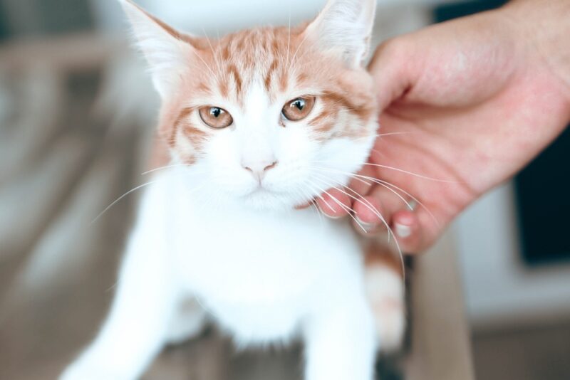 Cat Heart Disease: Causes, Signs and Treatment | Great Pet Care