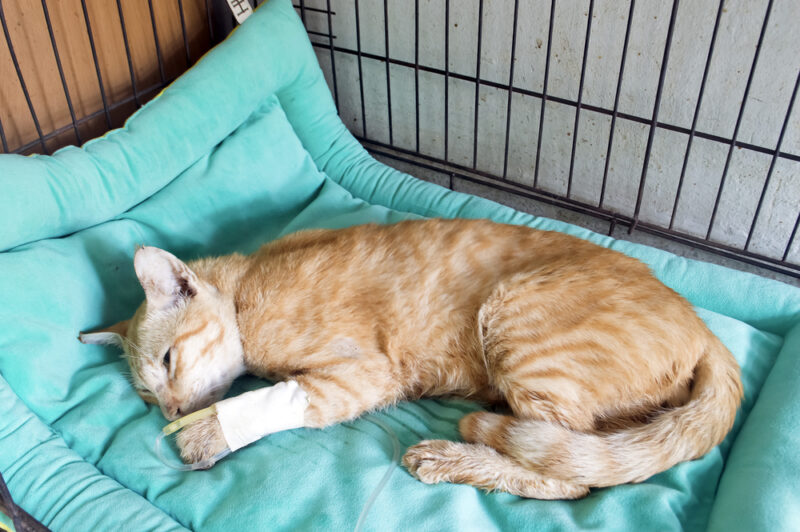 10 Symptoms of Blocked Bile Duct in Cats | Great Pet Care