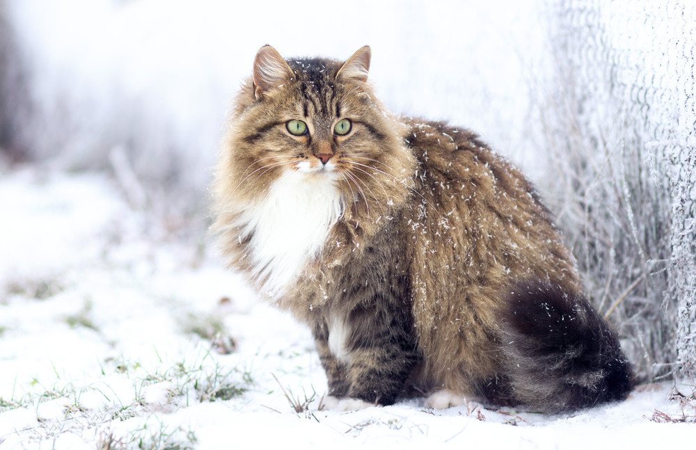 Do Cats Get Cold? (And How Cold Is Too Cold for Cats?) | Great Pet Care