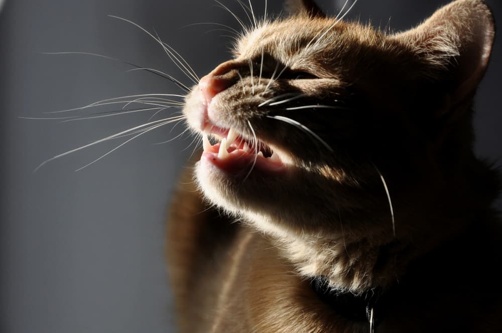 All About Cat Wheezing | Great Pet Care