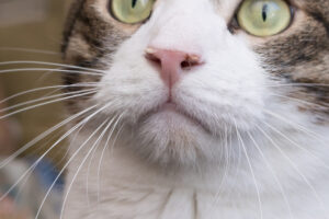 Nasal Polyps in Cats | Great Pet Care