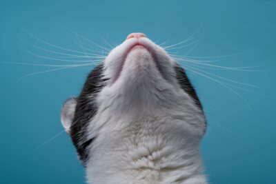 Nasal Polyps in Cats | Great Pet Care