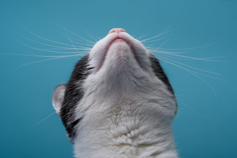 Nasal Polyps in Cats | Great Pet Care