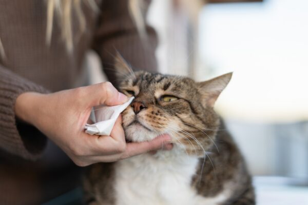 Nasal Polyps in Cats | Great Pet Care