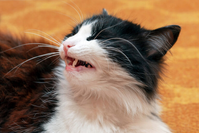 Nasal Polyps in Cats | Great Pet Care