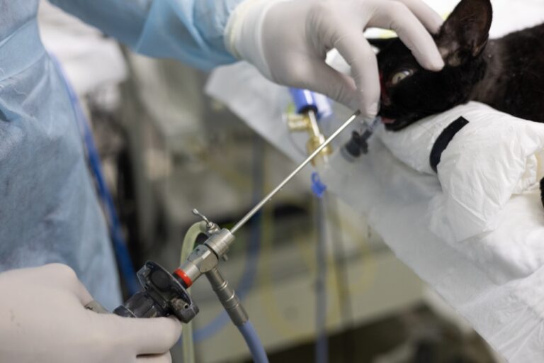 Nasal Polyps in Cats | Great Pet Care