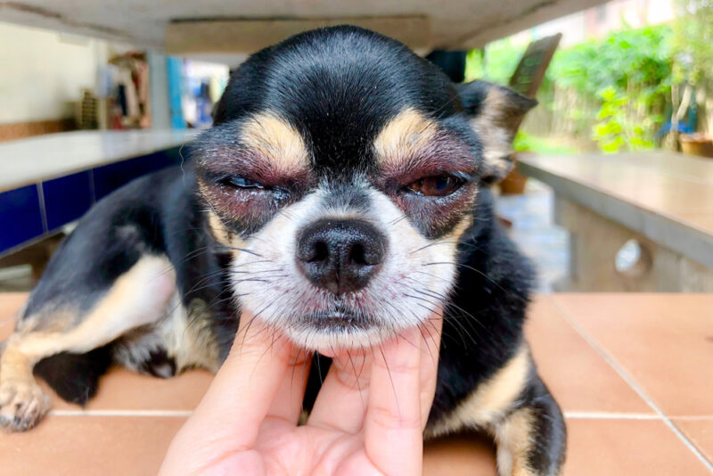 Edema in Dogs | Great Pet Care