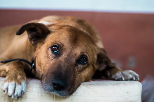 Dawn Dish Soap for Fleas: Does It Work? | Great Pet Care