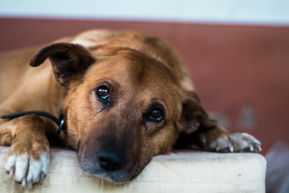 What Do Ticks Look Like on Dogs? | Great Pet Care