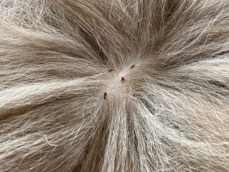 Flea Comb for Cats: How to Use One | Great Pet Care