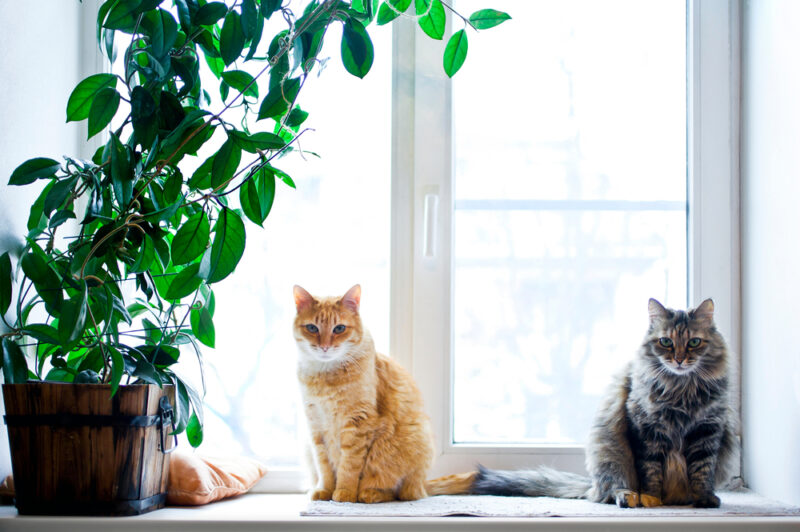 Whipworms in Cats | Great Pet Care
