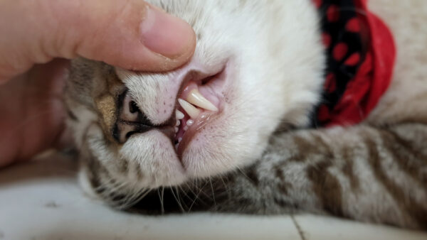 Healthy Cat Gums: What Should They Look Like? | Great Pet Care