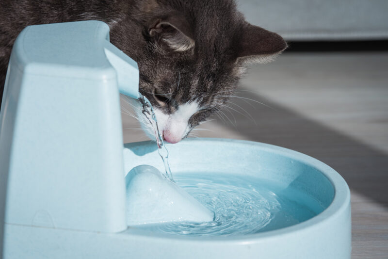 Vitamin C for Dogs: Benefits and Uses | Great Pet Care