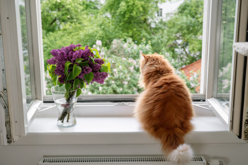 Rabies Vaccine for Cats | Great Pet Care