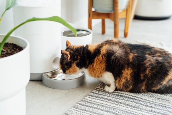 Water Additive for Cats: Benefits and Uses | Great Pet Care