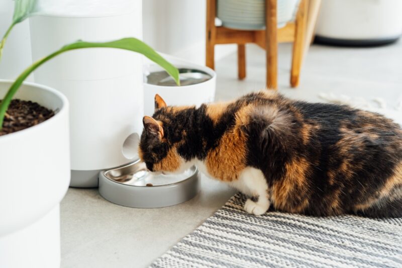 Water Additive for Cats: Benefits and Uses | Great Pet Care