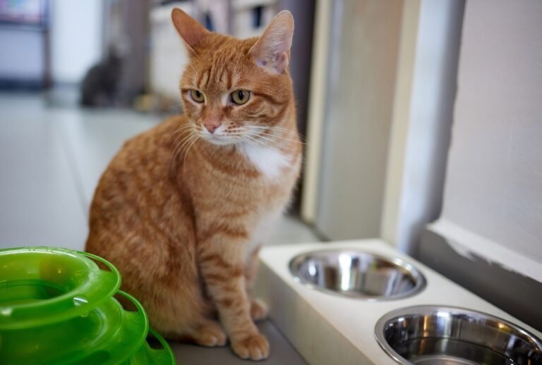 Water Additive for Cats: Benefits and Uses | Great Pet Care