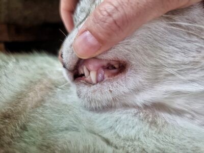 Pale Gums in Cats: 8 Reasons It Might Be Happening | Great Pet Care