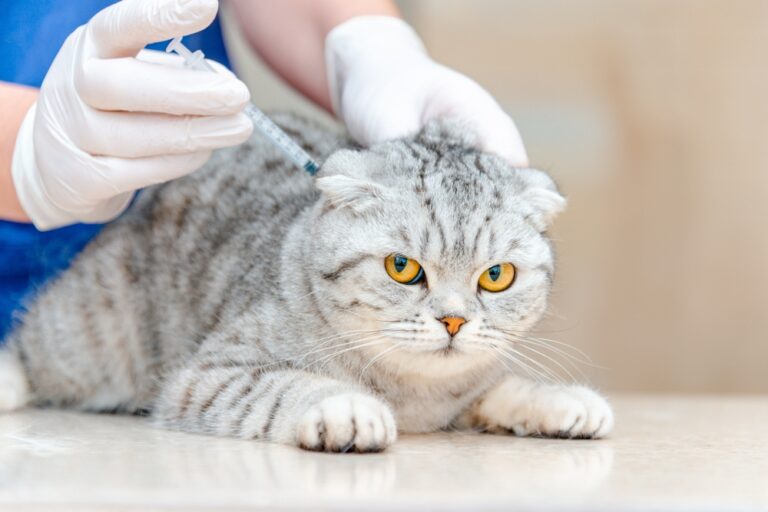Rabies Vaccine for Cats | Great Pet Care
