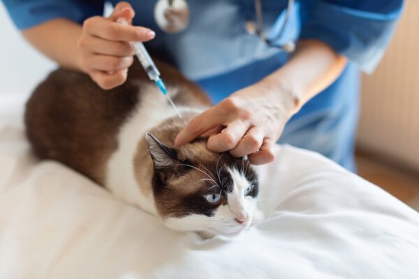 FVRCP Vaccine for Cats | Great Pet Care