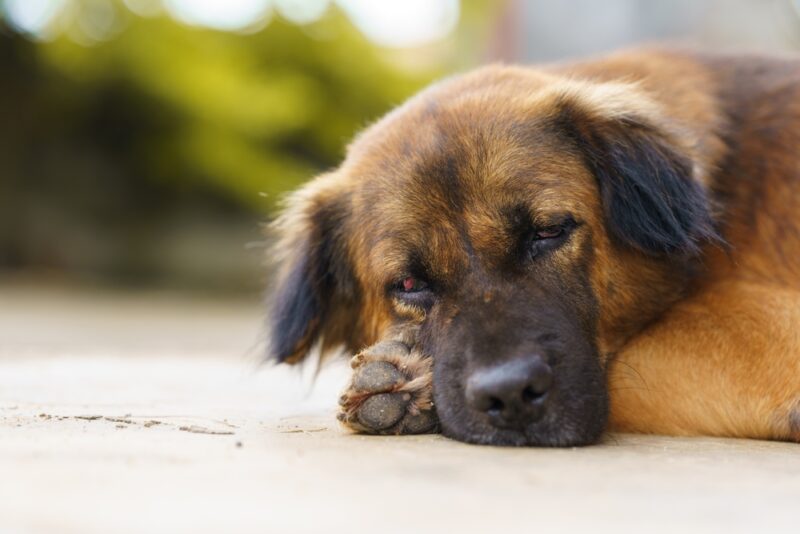 Heat Rash On Dogs Signs And Treatment Great Pet Care Heat Rash On Dogs Signs And Treatment Great Pet Care
