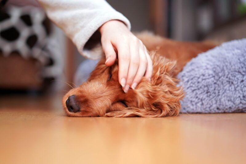 Edema in Dogs | Great Pet Care