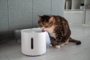 Water Additive for Cats: Benefits and Uses | Great Pet Care