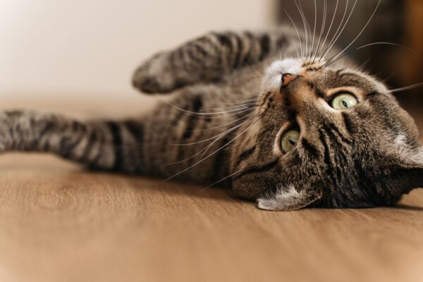 Cat Breathing Heavy: 5 Reasons It Happens | Great Pet Care