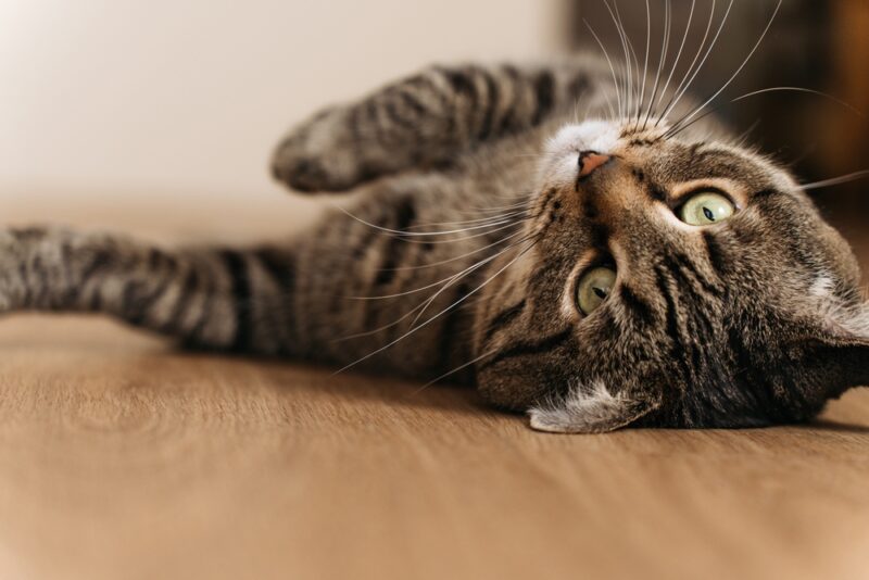 How to Tell If a Cat Is in Pain: 8 Signs | Great Pet Care