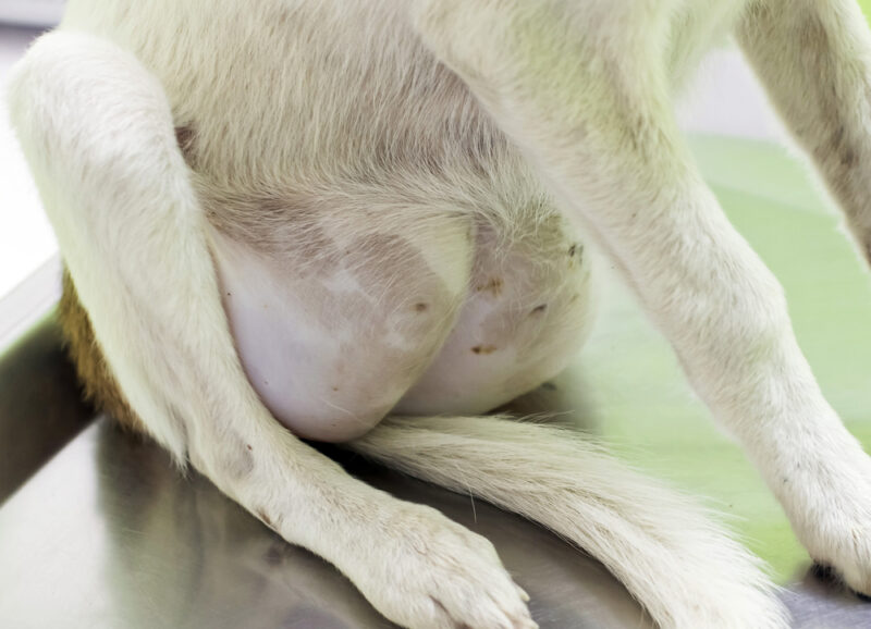 Edema in Dogs | Great Pet Care
