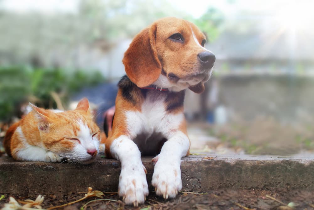 10 Spring Hazards for Pets | Great Pet Care