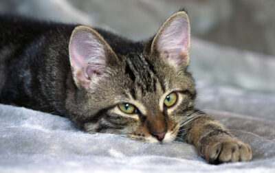 Hypercalcemia in Cats | Great Pet Care