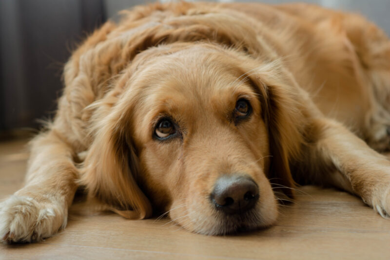 Lethargic Dog: Causes and How to Help | Great Pet Care