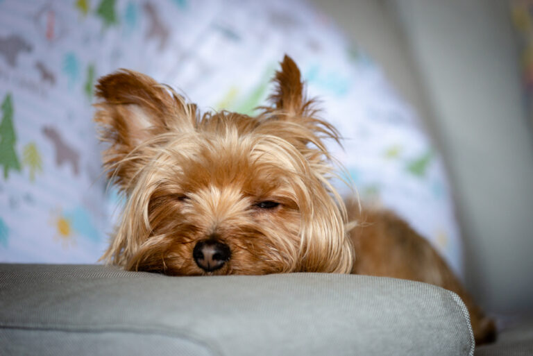 Lethargic Dog: Causes and How to Help | Great Pet Care