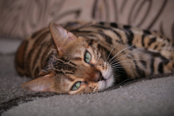 Hypercalcemia in Cats | Great Pet Care