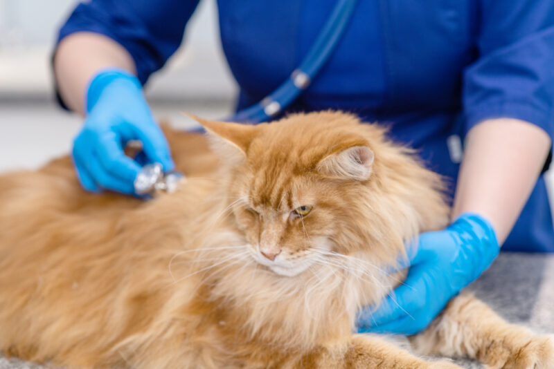 Mucus in Cat Poop | Great Pet Care