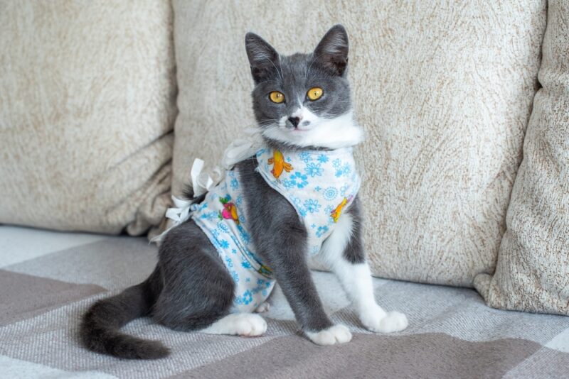 Cat Spay and Neuter: Cost and What to Expect | Great Pet Care