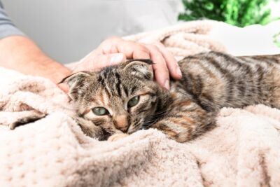 Bird Flu in Cats: Vet Perspective and Prevention Tips | Great Pet Care