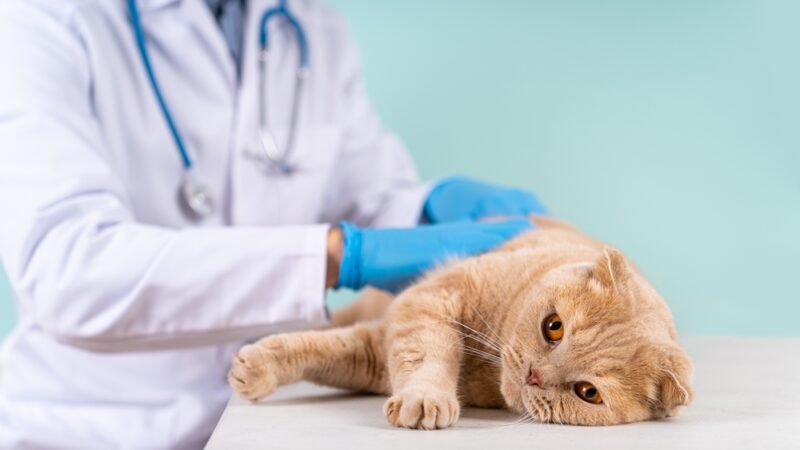 Hypercalcemia in Cats | Great Pet Care